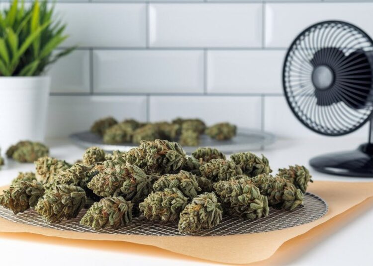 Half Pound of Weed = How Many Grams? Simple Breakdown - WeedInsight