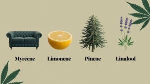 Terps Meaning in Cannabis: Effects, Taste, and Value - WeedInsight