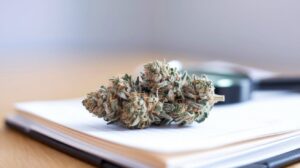THC Crystals on Bud: What They Reveal About Quality - WeedInsight