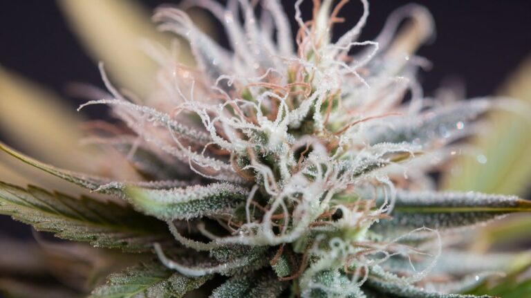 Terps Meaning in Cannabis: Effects, Taste, and Value - WeedInsight